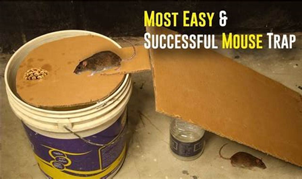 Easy Mouse Trap Bait: Best Food to Catch A Mouse Guide
