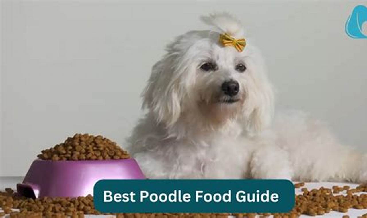 Finding the Best Poodle Food: Guide & Reviews