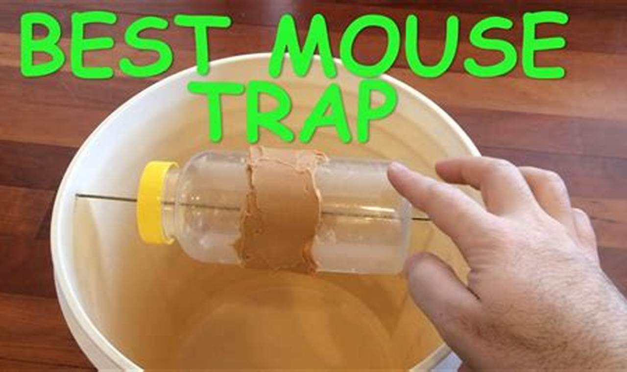 Easy Guide: Best Mouse Trap Food + Tips & Tricks!