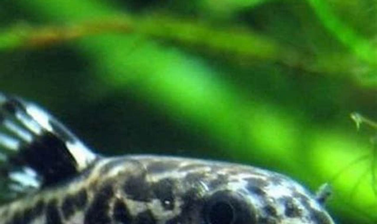 Complete Guide: Best Food for Cory Catfish (+Feeding Tips)