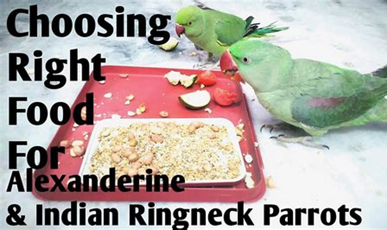 Best Indian Ringneck Food: Nutrition & Diets for India