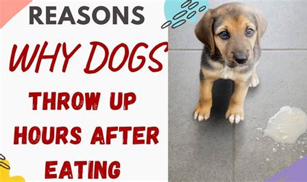 My Dog: Why Is He Throwing Up Undigested Food?