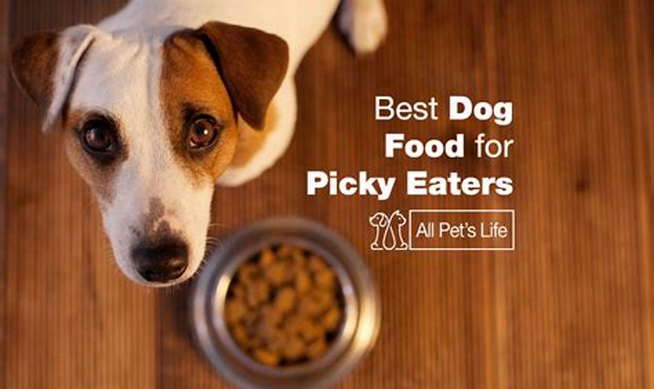 Guide: Best Food for Picky Dogs - Top Choices!